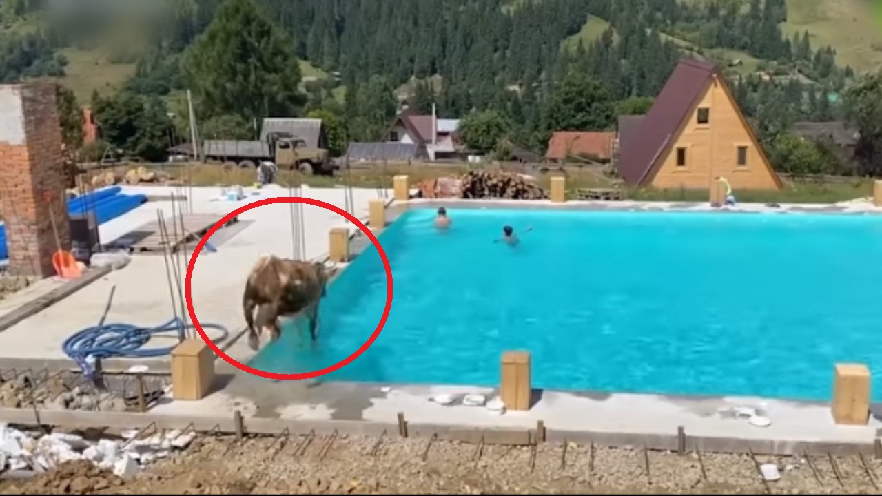 Divertidas imágenes del momento en que una vaca cansada del calor se ...