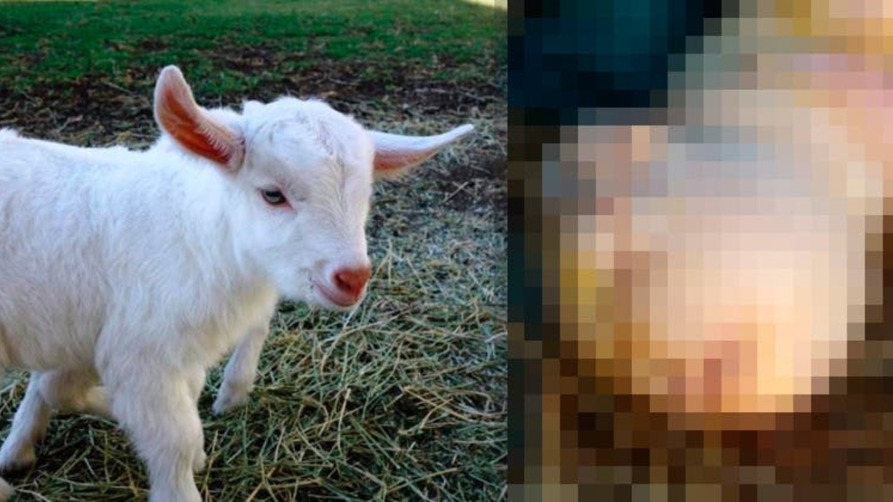 Cabra da a luz a su cría y causa conmoción por tener un ‘rostro humano’