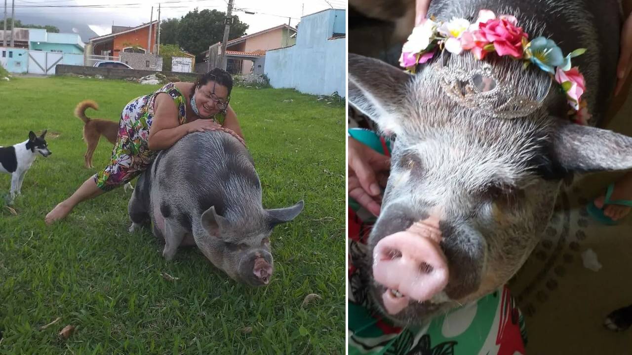 Así es Lilica, el enorme cerdo que una brasileña compró pensando que ...