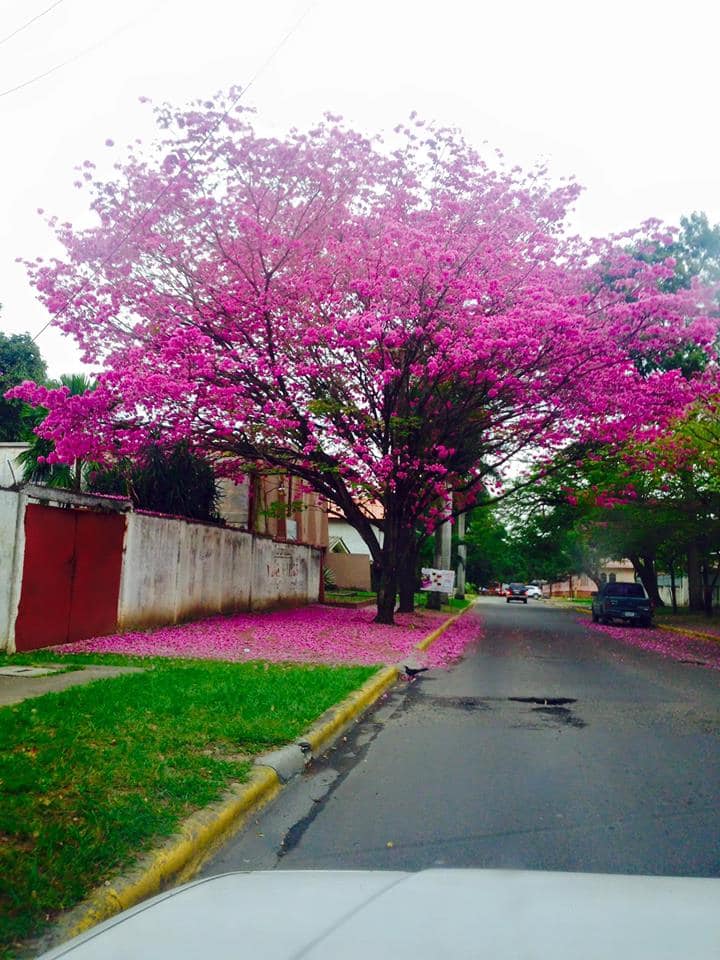 Fotos: Calles de San Pedro Sula embellecidas por las flores de macuelizo