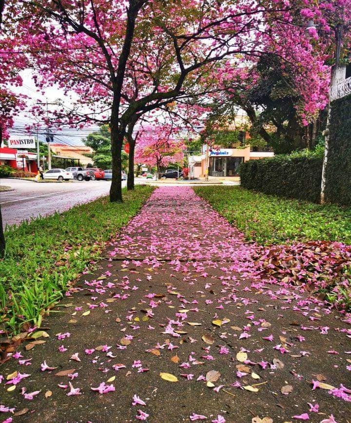 Fotos: Calles de San Pedro Sula embellecidas por las flores de macuelizo
