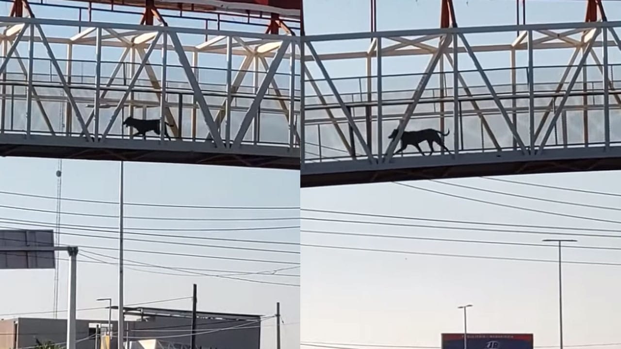 ¡VIDEO! Graban a perrito usando puente peatonal para cruzar bulevar y ...