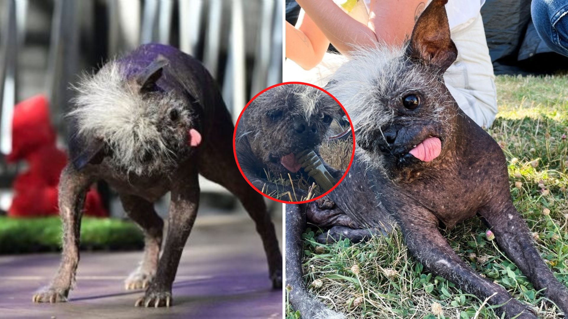 'Mr. Happy Face': el perro 'más feo del mundo' que tiene 17 años