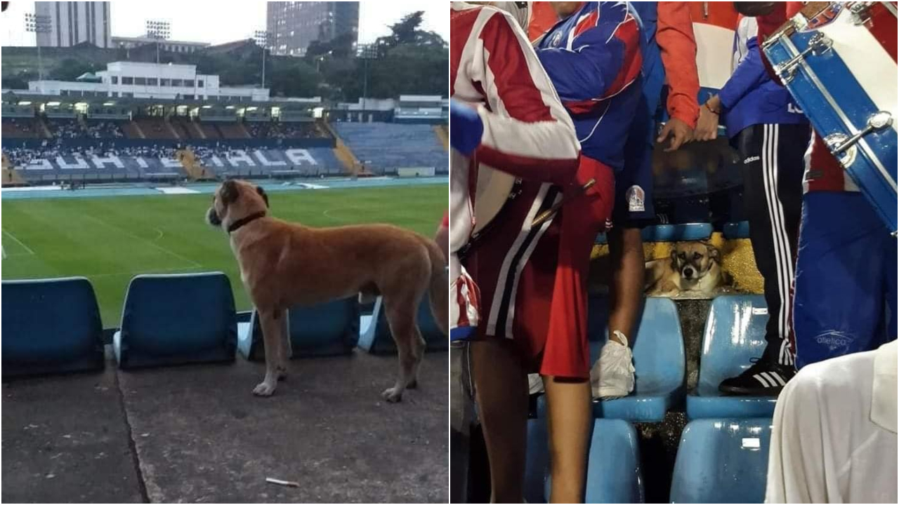 Calimán, el fiel perro que va a todos los partidos del Olimpia; hizo ...