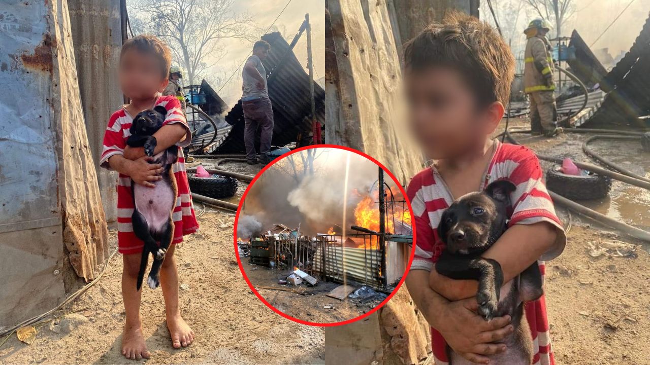 ¡Conmovedor! Niño salva a perro de feroz incendio que consumió su hogar ...