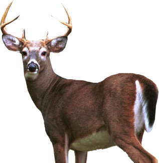 Animal Nacional de Honduras, ¿cuántos son y dónde habitan?