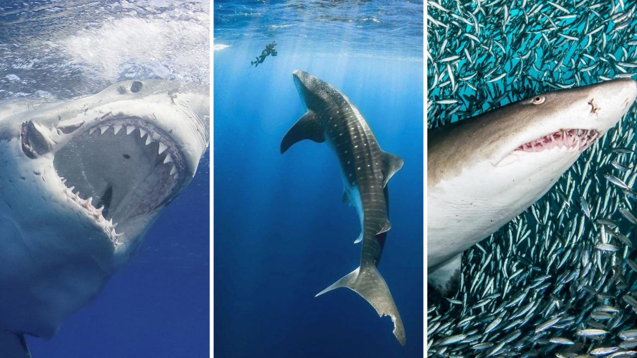 Imágenes de tiburones, los más comunes y más conocidos en todo el mundo