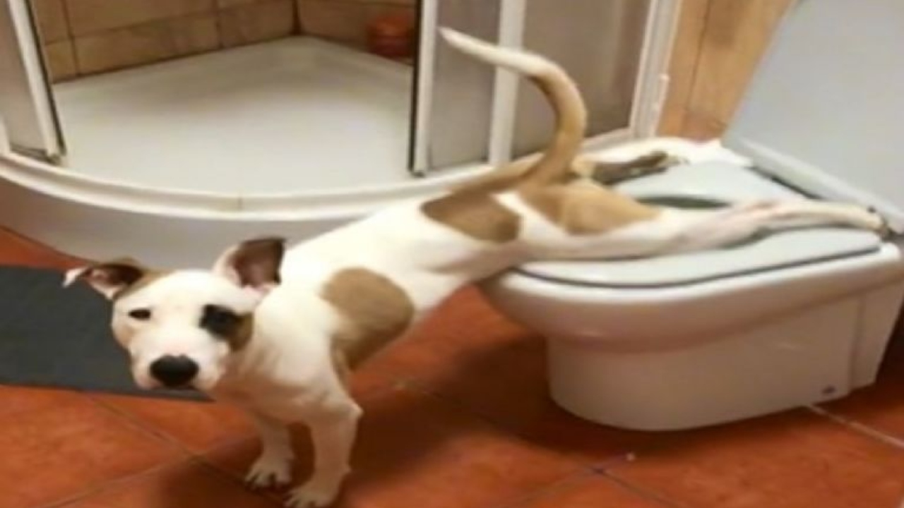 ¿Qué es eso? Perrita aprende a orinar en taza del baño; video se hace viral