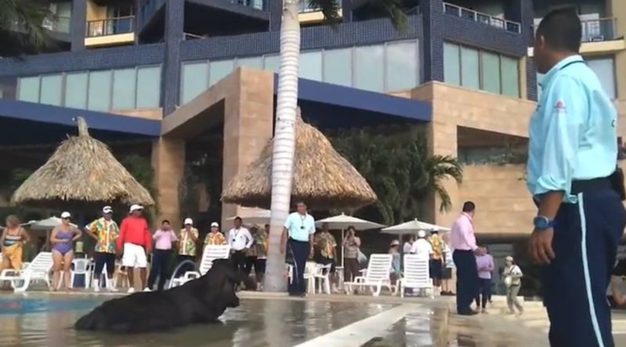 Vaca se sumerge en la piscina para niños en un hotel en Colombia