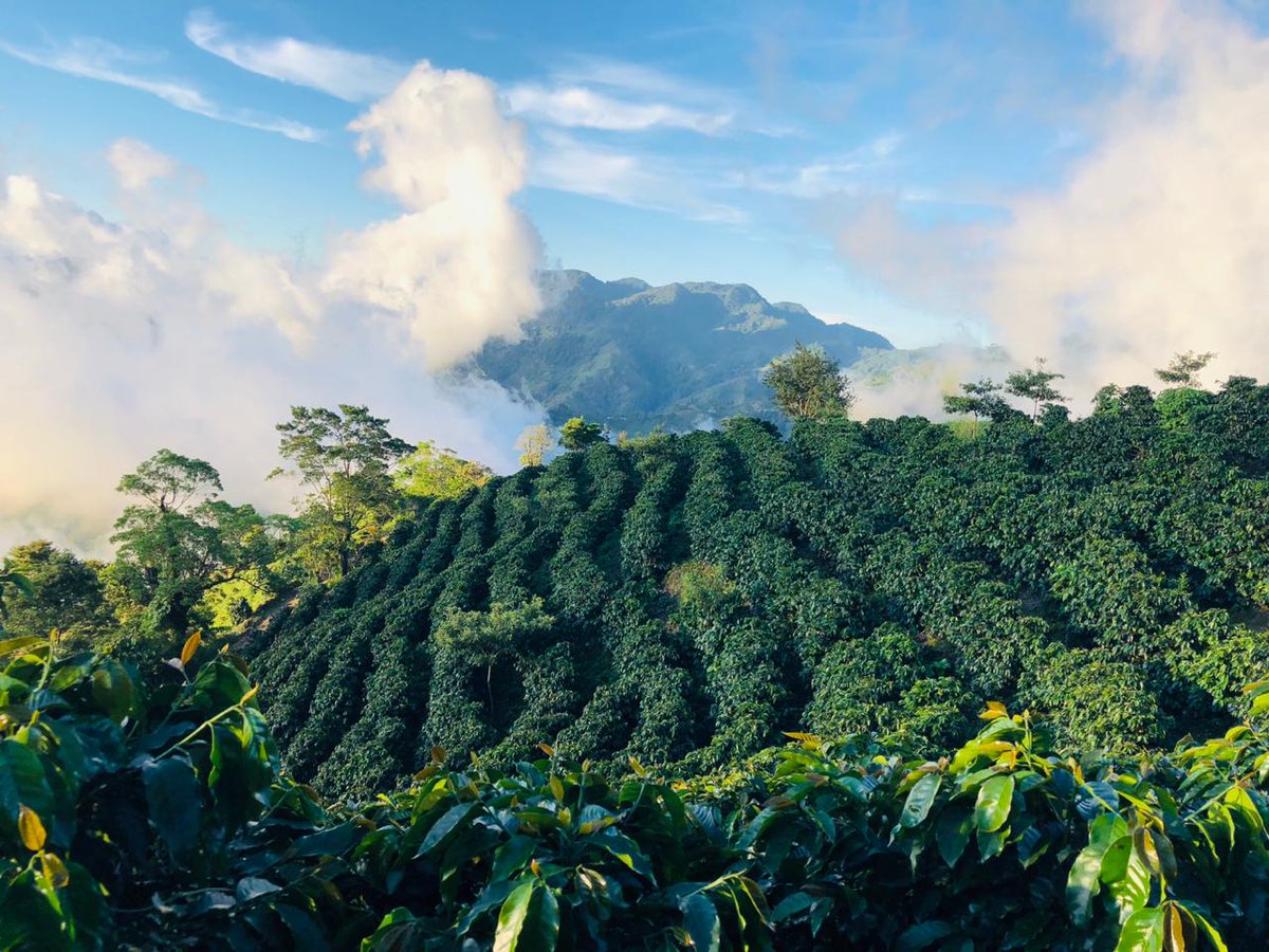 Dia del café en Honduras, origen y producción del grano más importante ...
