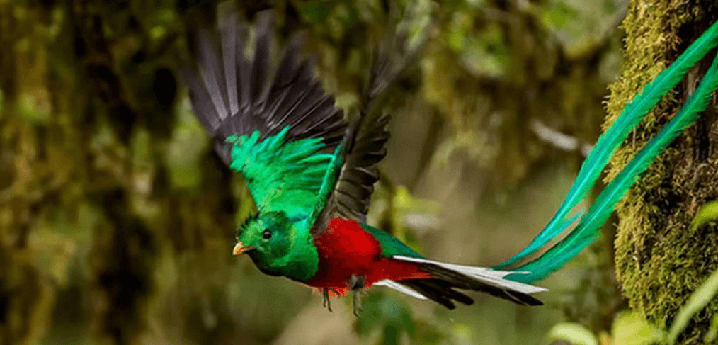 Ave Nacional de Guatemala, origen y características del Quetzal una de ...