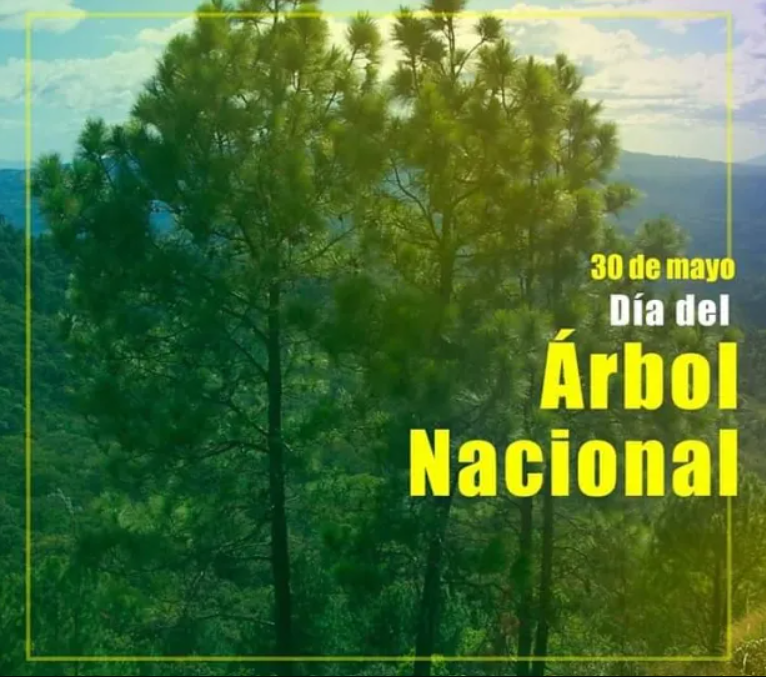 Imágenes del Día del Árbol, ¿Desde cuándo se celebra esta fecha en ...