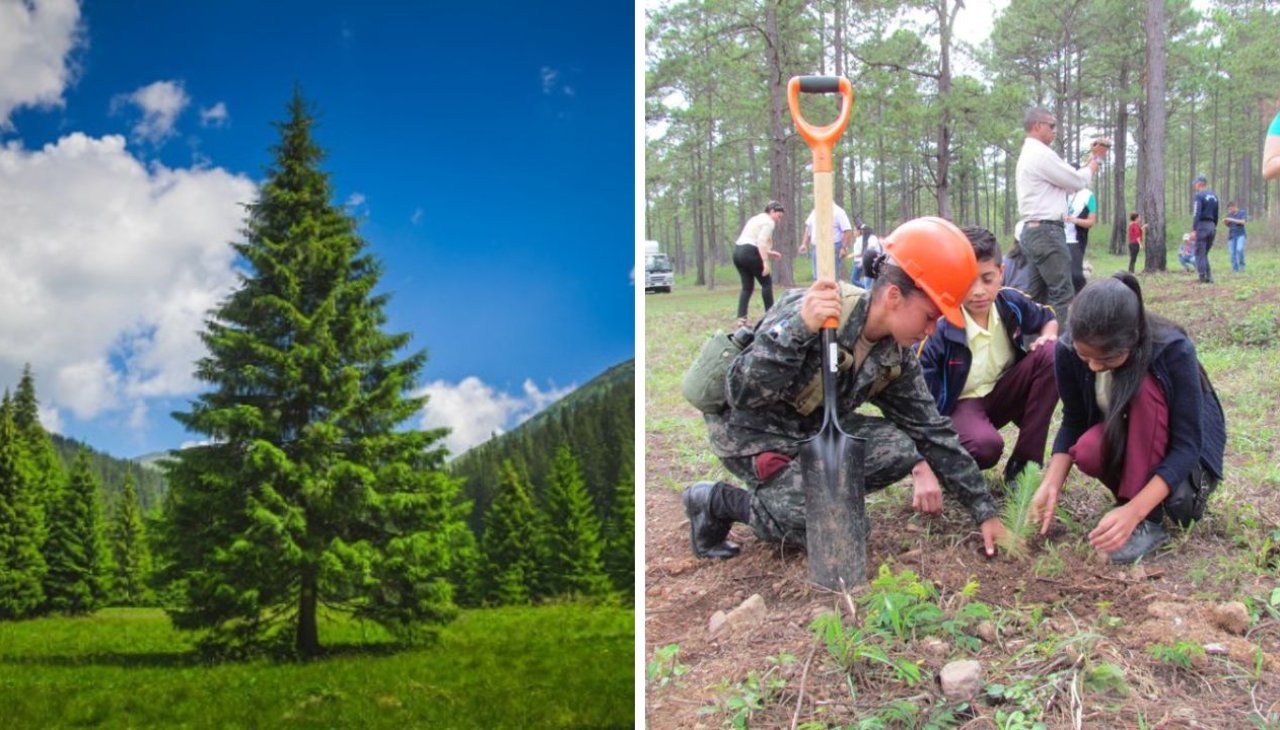 Imágenes del Día del Árbol, ¿Desde cuándo se celebra esta fecha en ...