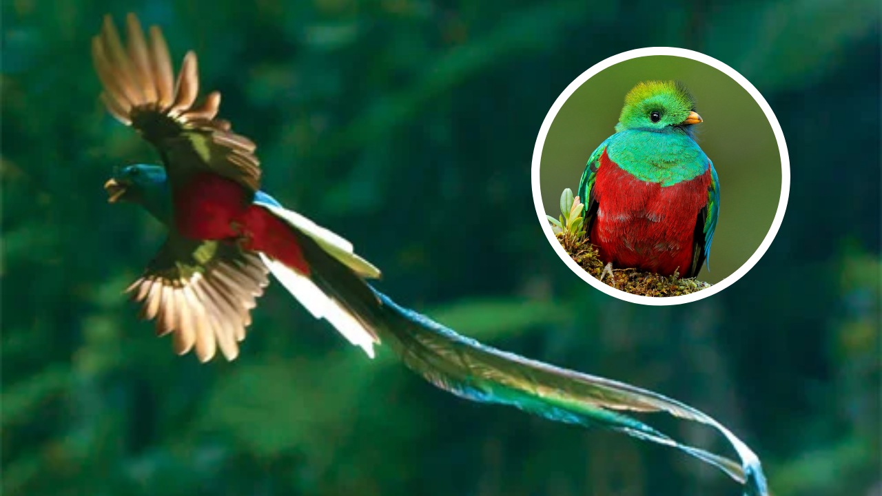 Ave Nacional de Guatemala, origen y características del Quetzal una de ...