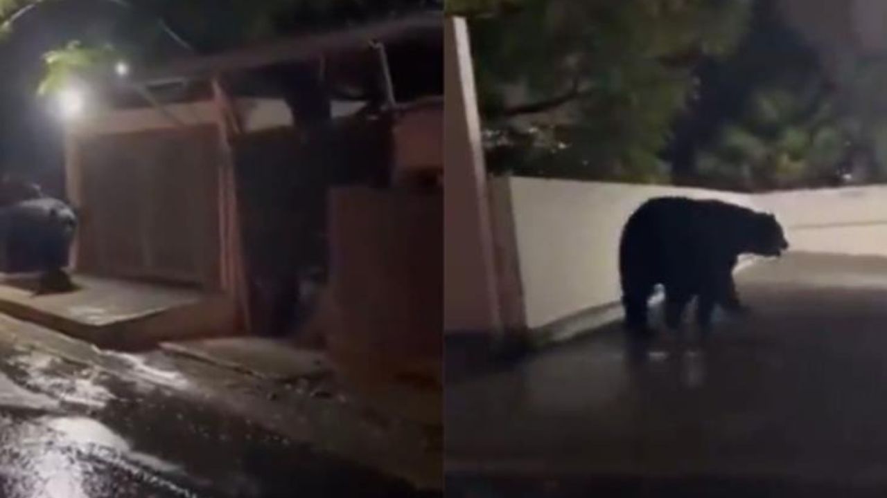 Graban momento en el que un oso se pasea con plena tranquilidad por las ...