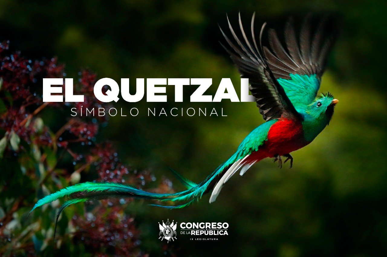 Ave Nacional de Guatemala, origen y características del Quetzal una de ...