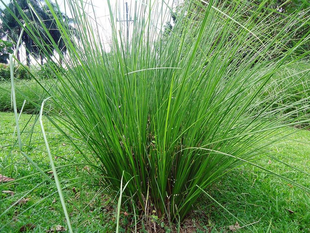 ¿Para qué sirve el té de limón? Beneficios y usos de este remedio casero