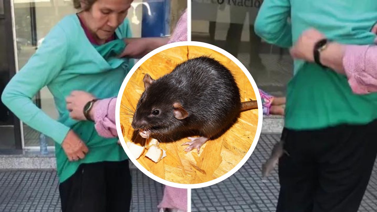 ¡Qué horror! Rata escaló entre la ropa de anciana que esperaba entrar a ...