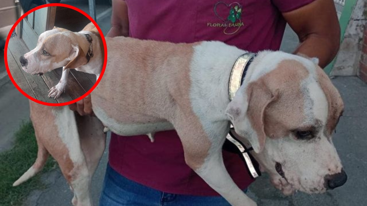 ¡Nuevo hogar! Esto es lo último que se sabe de Ángel, la perrita ...