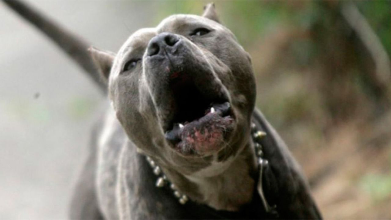 Tres pitbulls atacaron brutalmente a un niño cuando viajaba en bicicleta