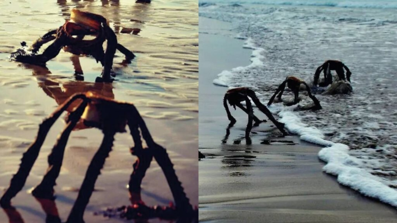 ¿Extraterrestres? 'Criaturas' saliendo del mar causan pánico en redes ...