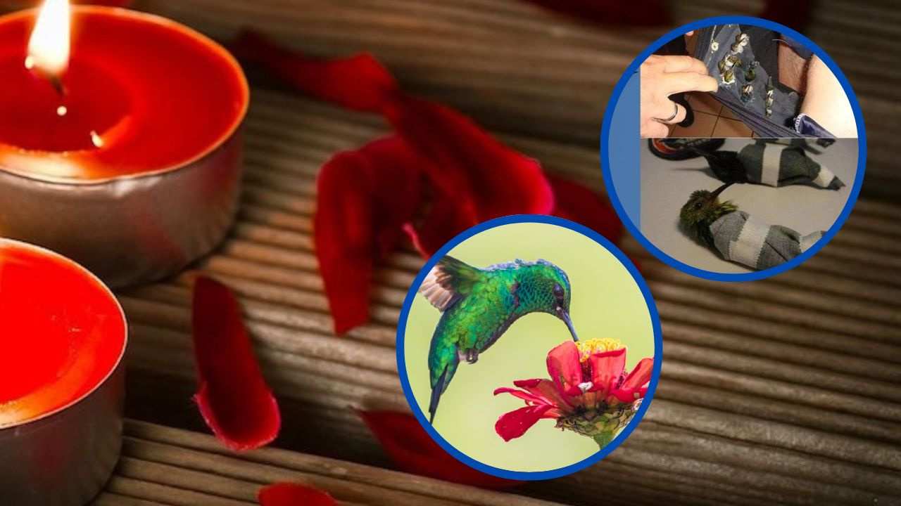 Utilizan a los colibríes para 'amarres de amor', 'les ponen miel y agujas'