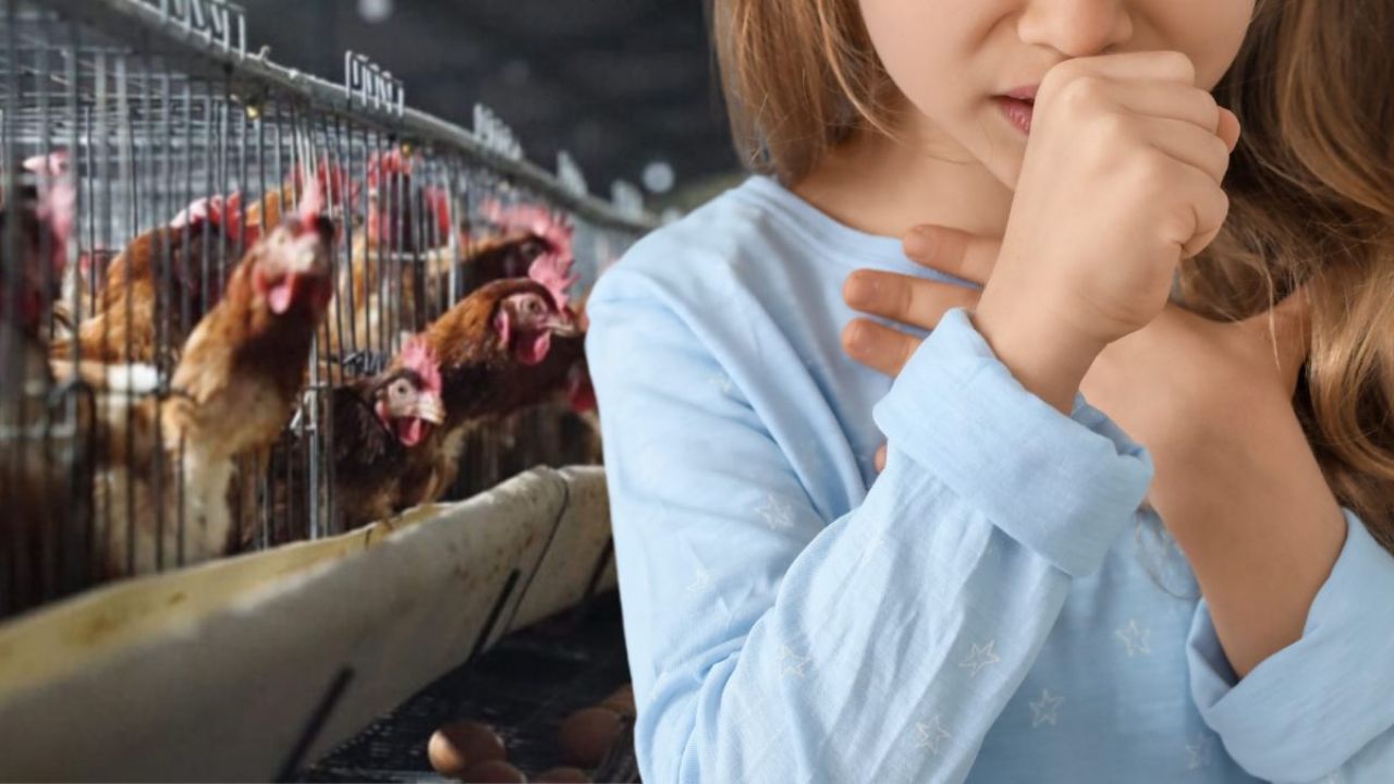 ¿Cómo se contagia la gripe aviar en humanos y cuáles son los síntomas?