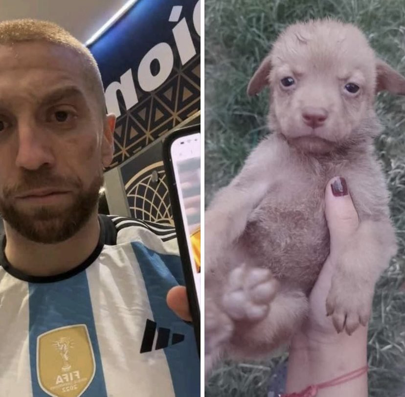 El perro Papu Gómez, este es el meme viral de Twitter que compara al ...