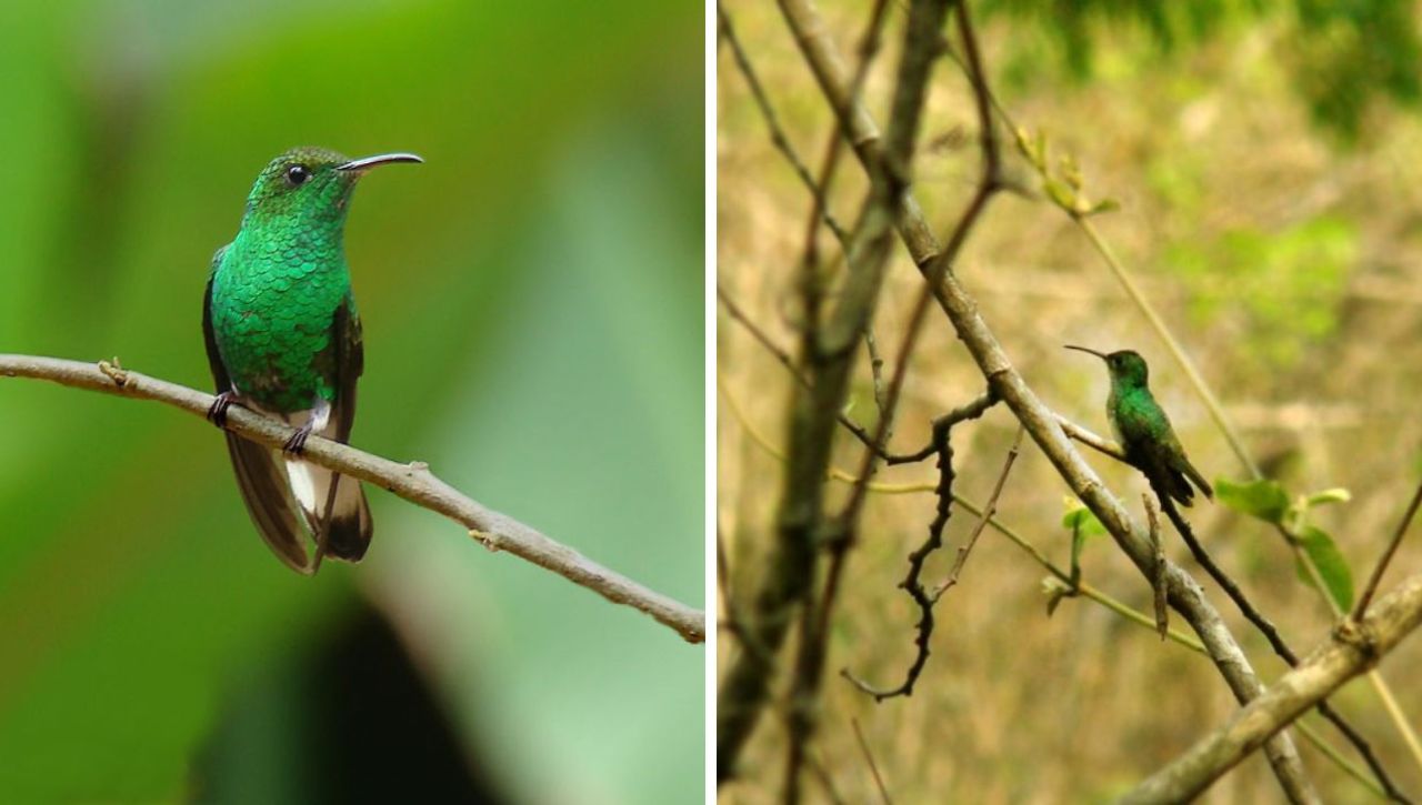 ¿En qué región de Honduras es posible encontrar el colibrí esmeralda?