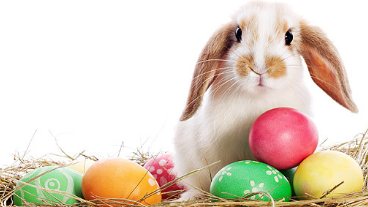 Conejo de Pascua, ¿cuál es el significado y por qué se regalan huevos ...