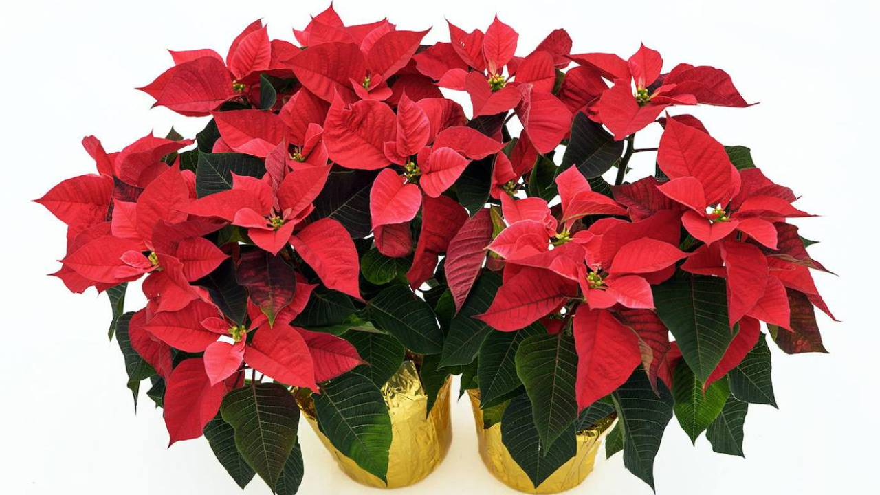 Imágenes de flores de Pascua para dibujar, ¿cómo diseñarlas y cuál es ...