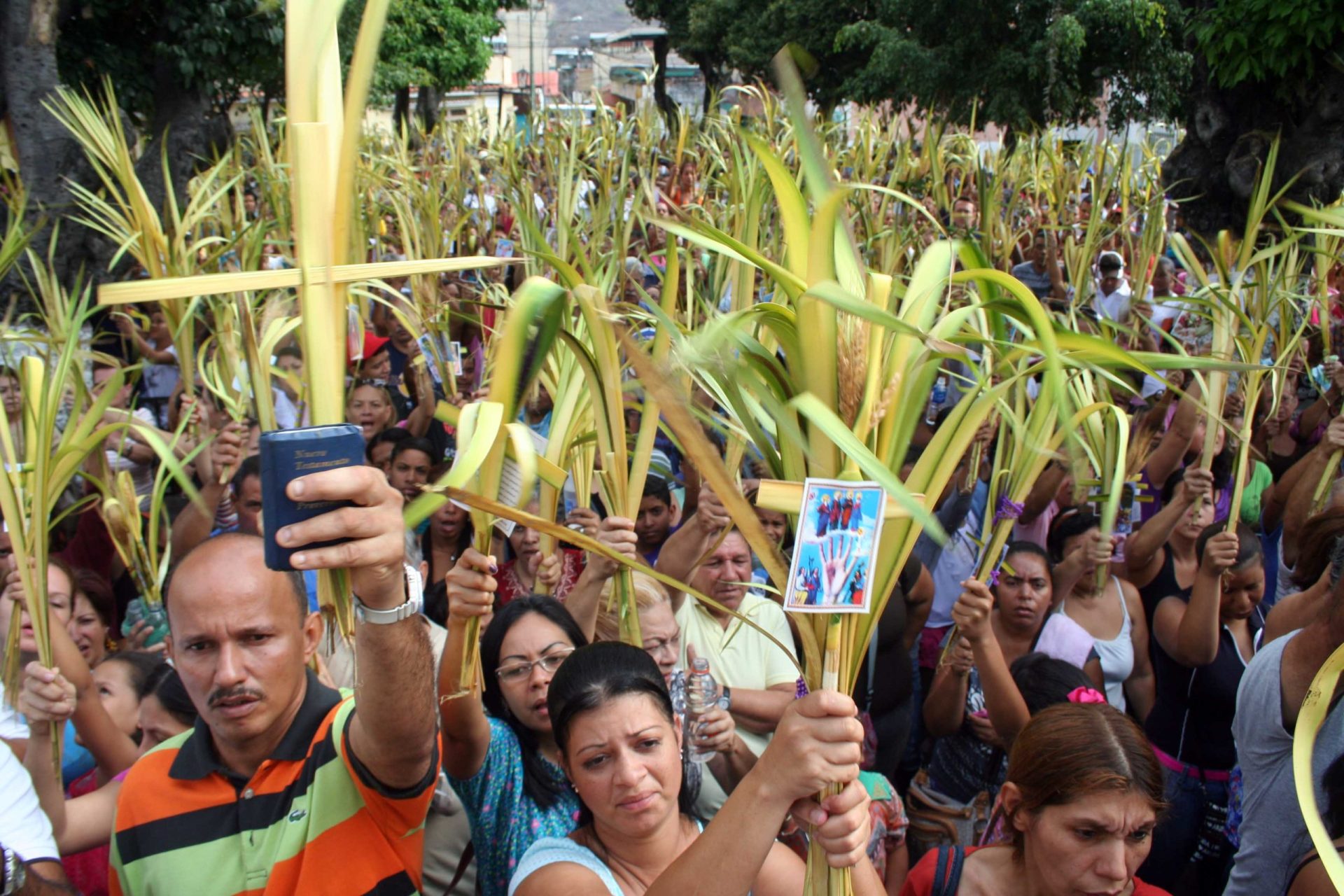 ¿Qué planta se usa para el Domingo de Ramos?, hojas de palmas y otras ...
