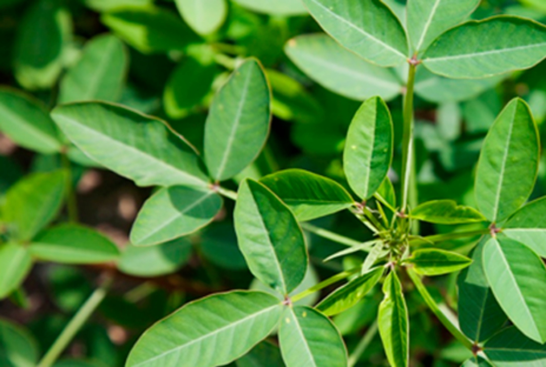 Ticucos hondureños, ¿qué son y cómo prepararlos?