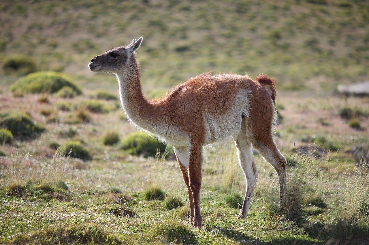 ¿Qué significa guanaco en El Salvador?, origen y significado de este ...