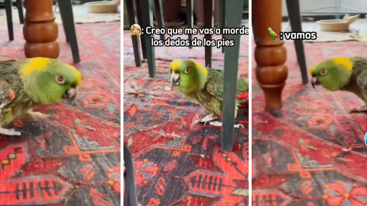 Perico poseído se viraliza en TikTok con terrorífica conversación