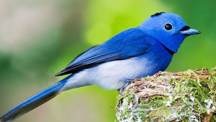 Nombre del pájaro de Twitter, cómo se llama e historia detrás del logo ...