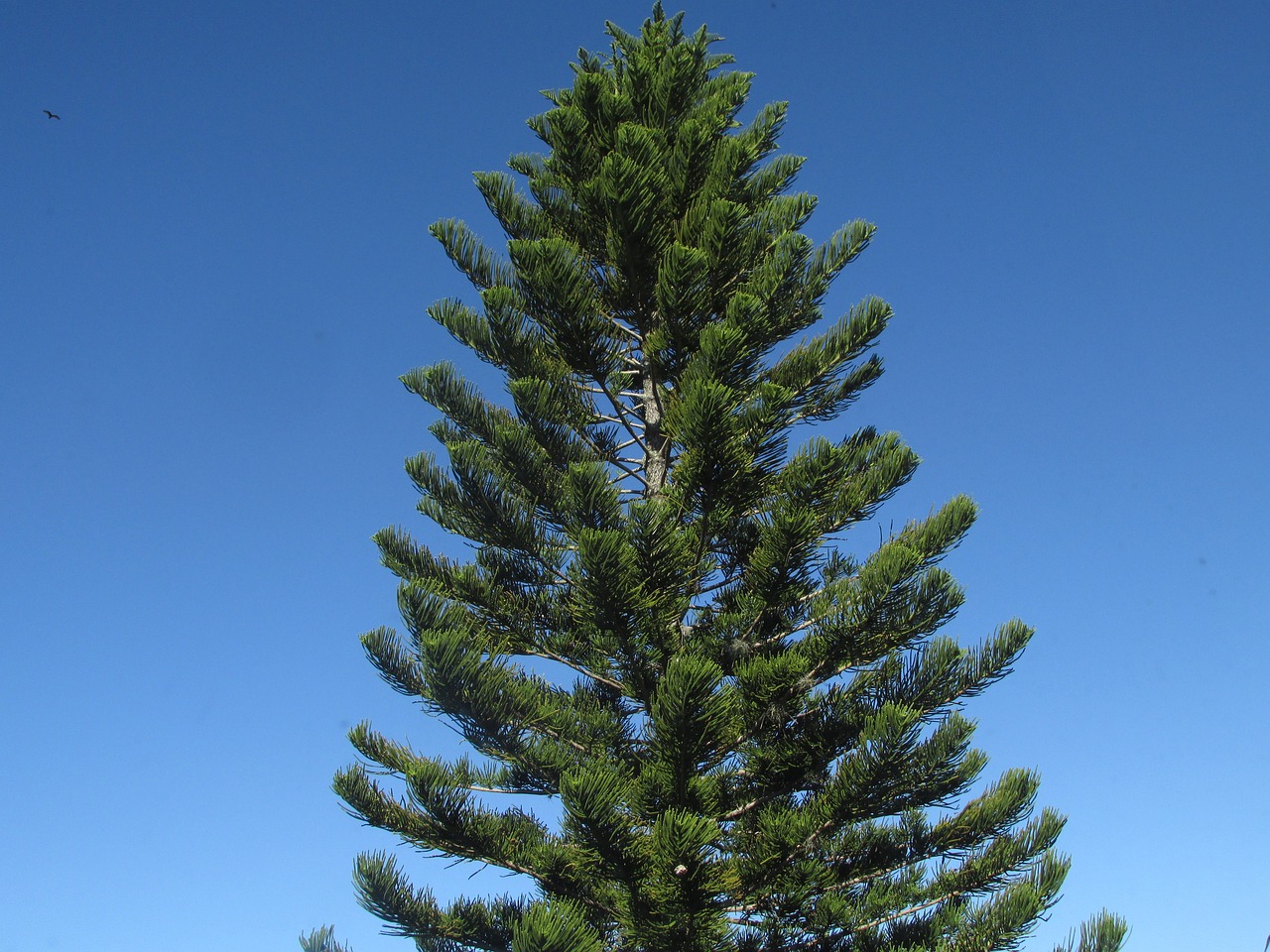 ¿Por qué se celebra el Día del Árbol en Honduras?, historia detrás de ...