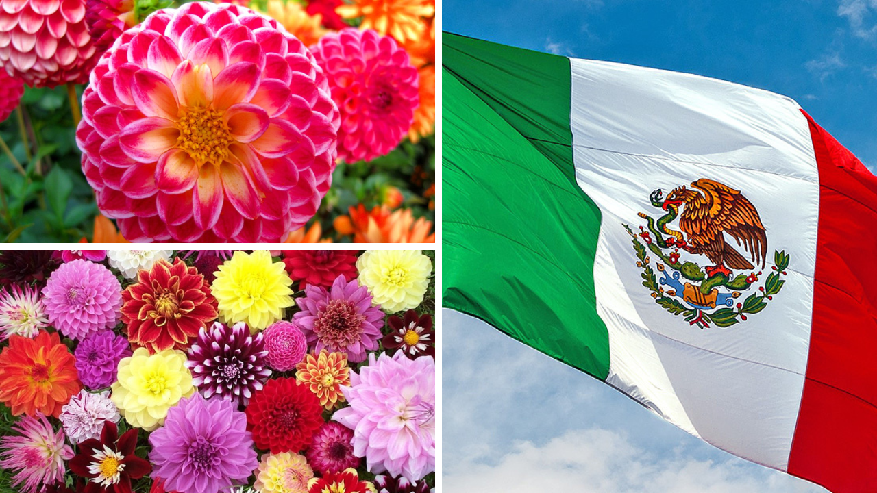 Flor nacional de México, ¿cuál es, historia y su significado?