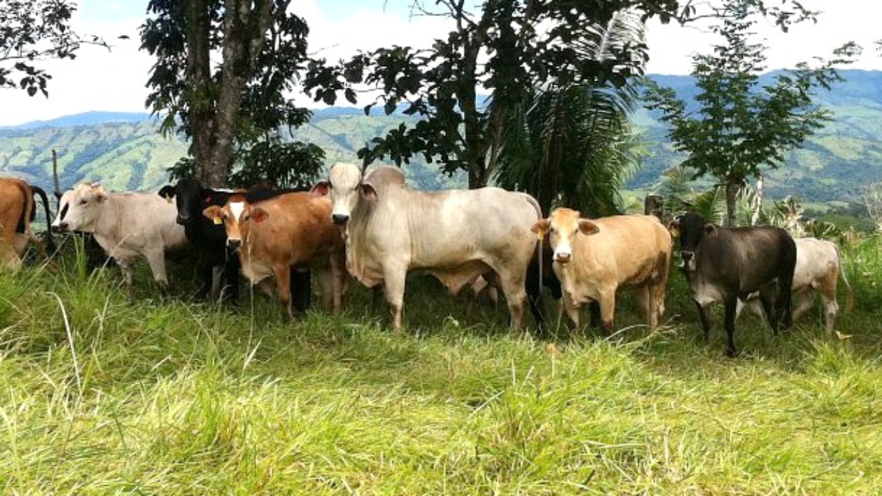 Prohibida la carne de res en Ilama, Santa Bárbara, por casos de rabia ...