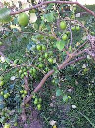 Yuyuga, ¿para que sirve la exótica fruta que solo se cosecha en Honduras?
