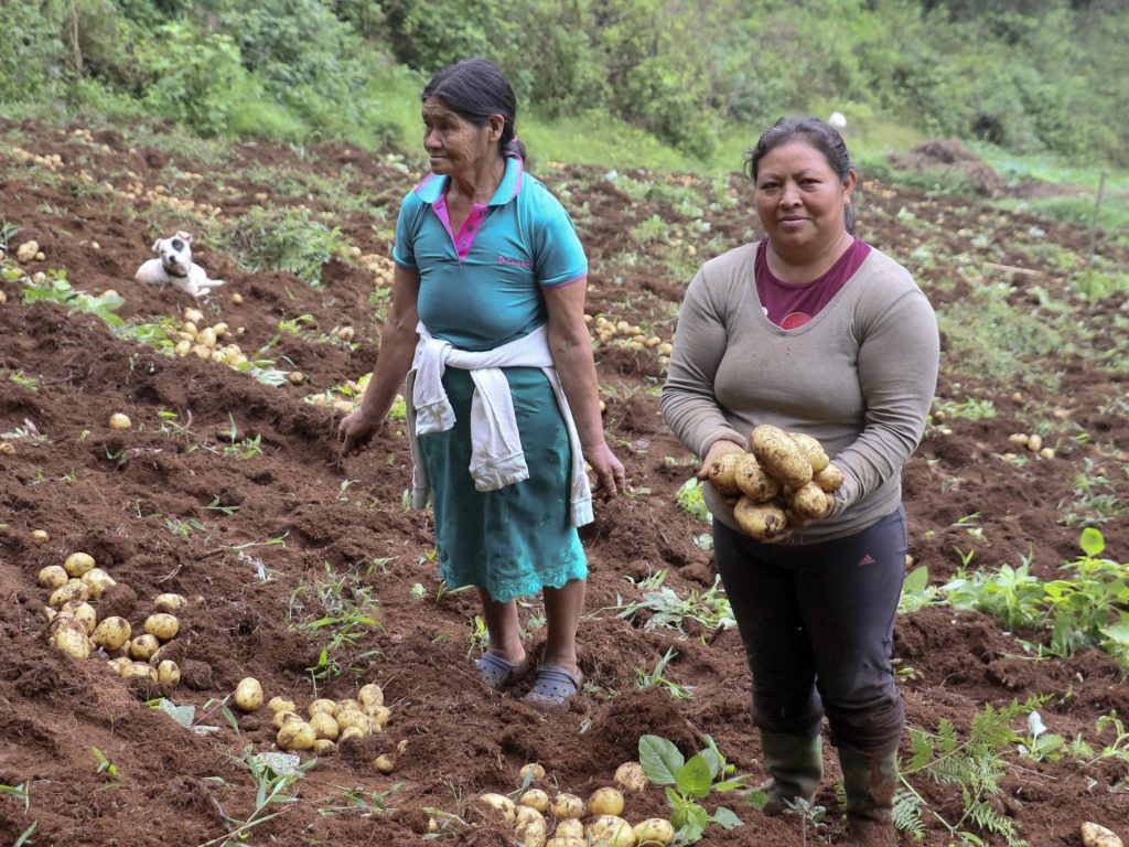 Hondureñas de la etnia lenca recogen su primera cosecha de papa ...