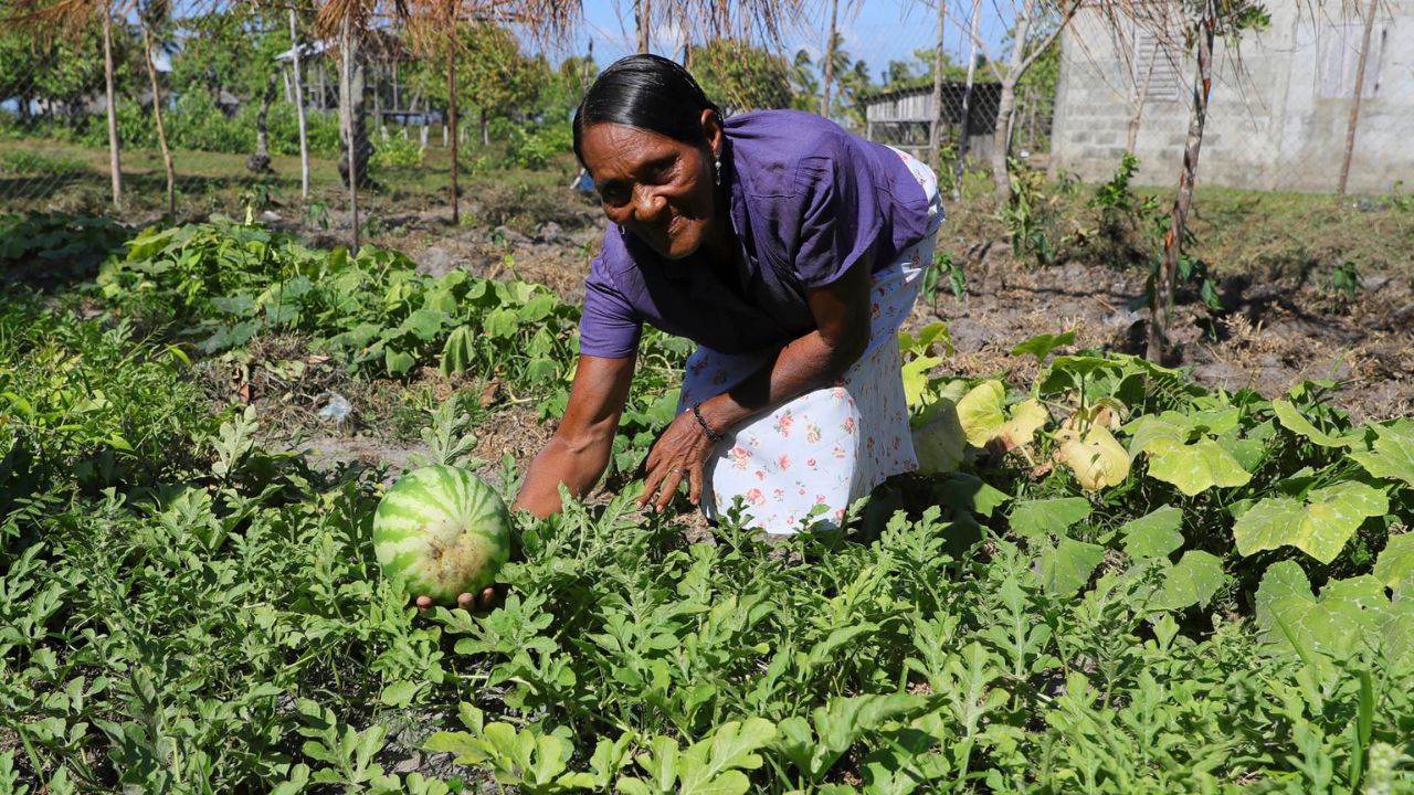 La Mosquitia: región de Honduras que mitiga pobreza con agricultura ...