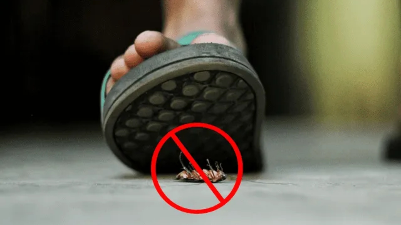 ¿Por qué nunca debes aplastar una cucaracha? Las razones te sorprenderán