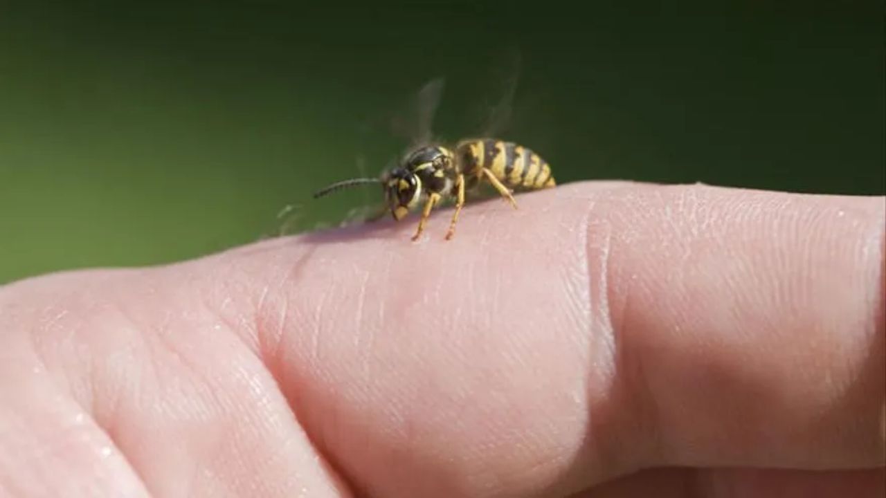 ¿Qué hacer si me pica una abeja? guía para el manejo seguro de picaduras