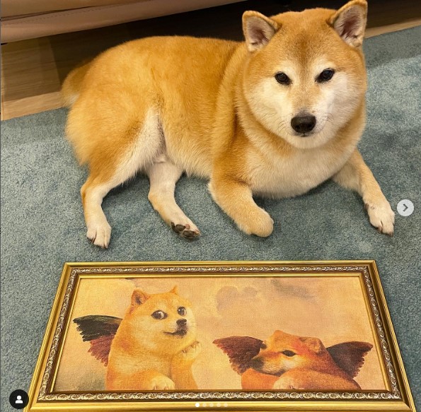 ¿Qué raza es Cheems?, el perrito meme muere y estos son algunos ...