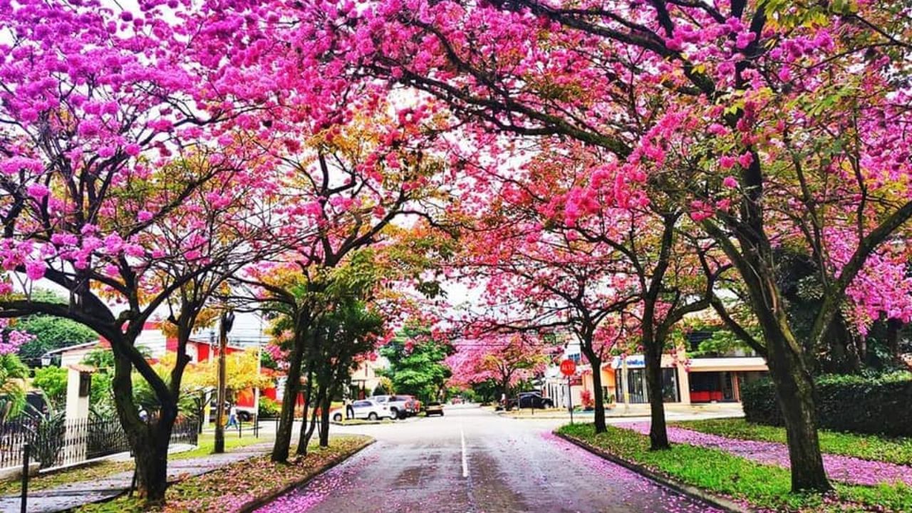 Macuelizo planta, un árbol de flores hermosas y propiedades