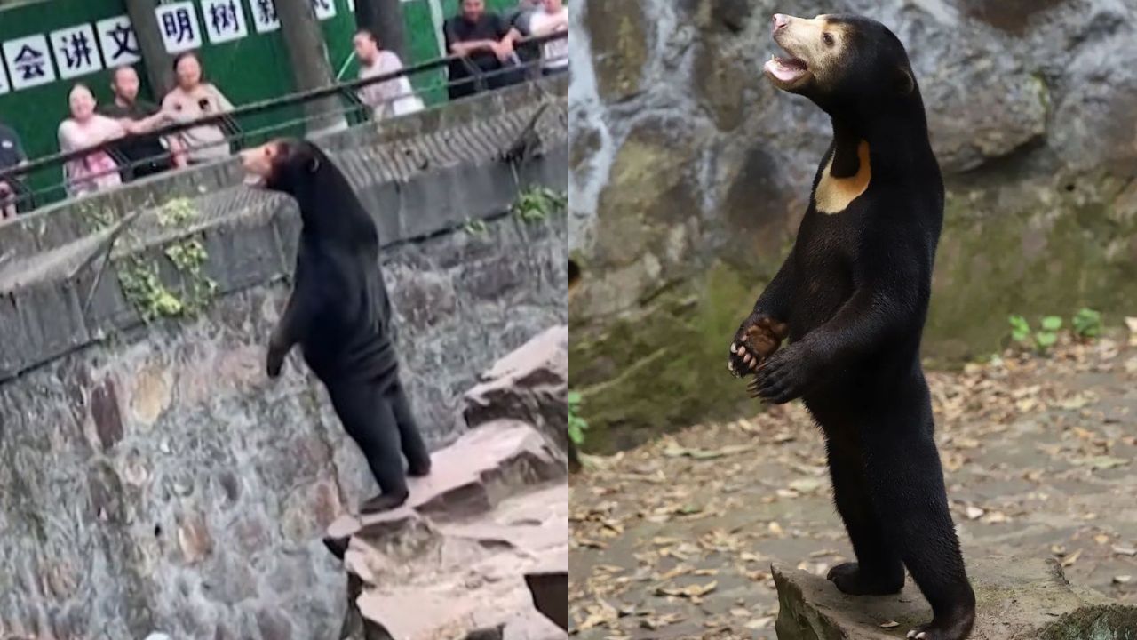 ¿Oso o humano? Zoológico dice la verdad detrás del video viral