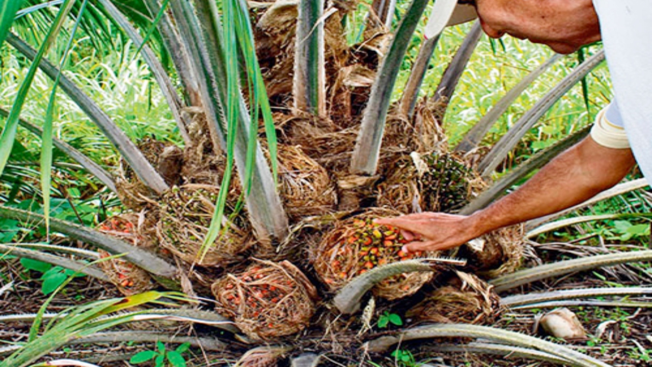 Producción de palma africana está afectada por la Pudrición, un hongo ...