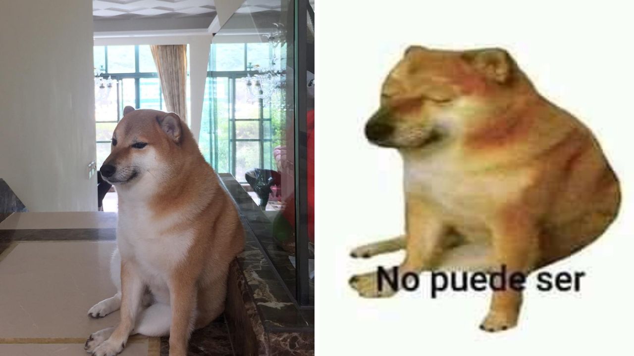 ¿Quién es Cheems? El perrito meme que se volvió una sensación y ...