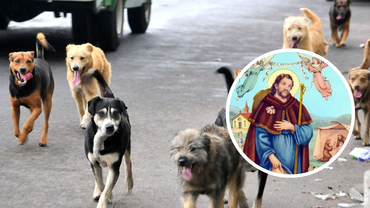 San Roque Santo de los perros, ¿Cuál es su historia y por qué se ...